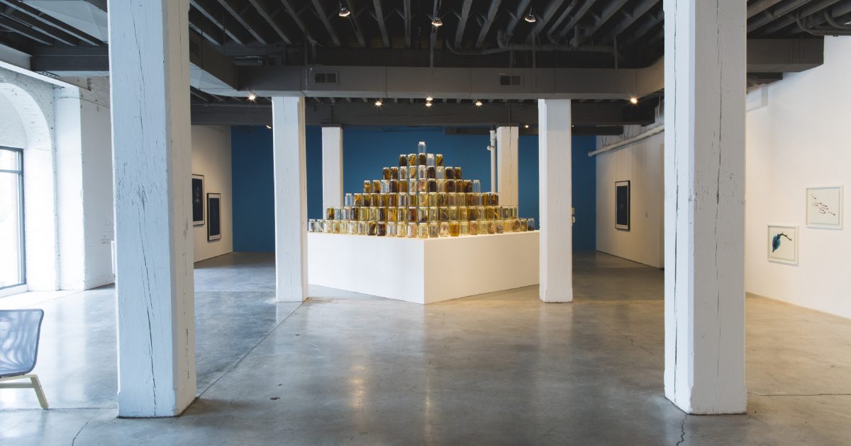 Brandon Ballengée: Collapse | Bemis Center for Contemporary Arts