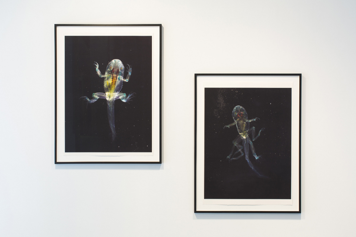 Brandon Ballengée: Collapse | Bemis Center for Contemporary Arts