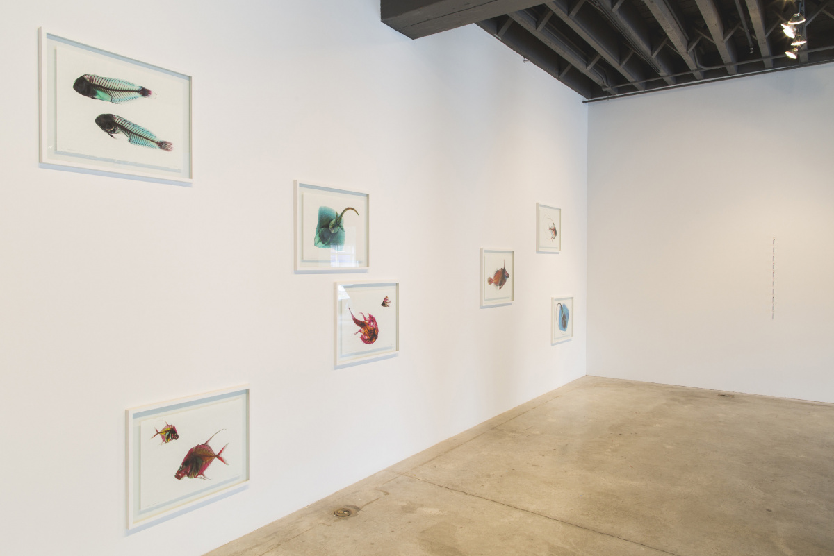 Brandon Ballengée: Collapse | Bemis Center for Contemporary Arts