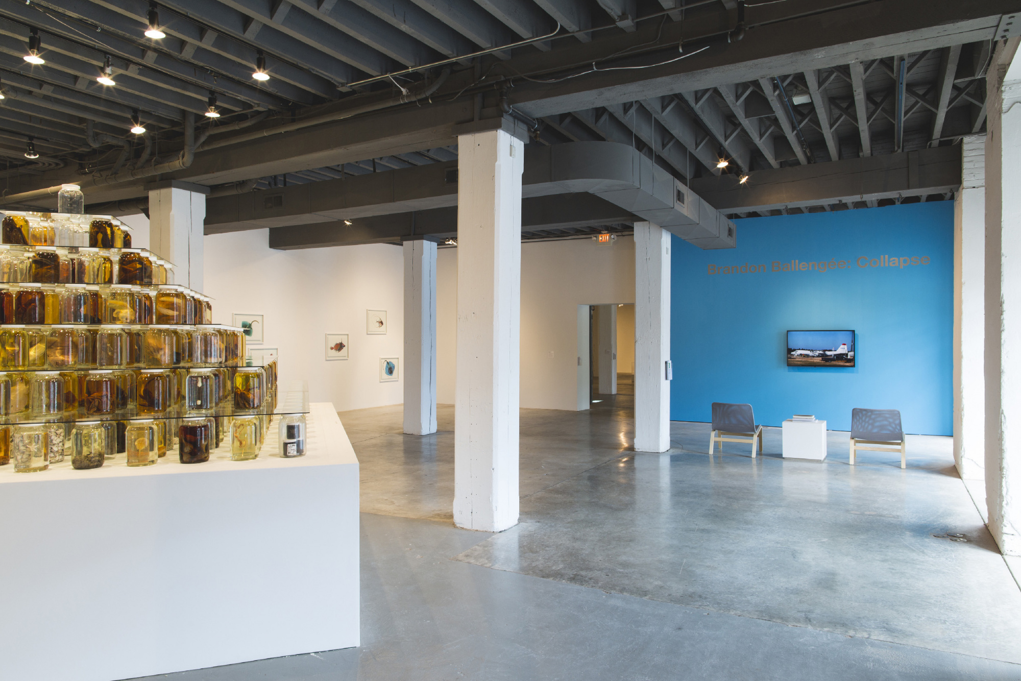 Brandon Ballengée: Collapse | Bemis Center for Contemporary Arts